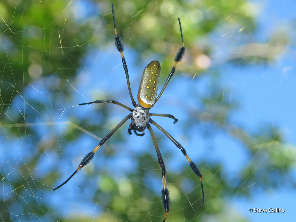 Golden Silk Spider from Heredia Province, Sarapiqui, Costa Rica on ...