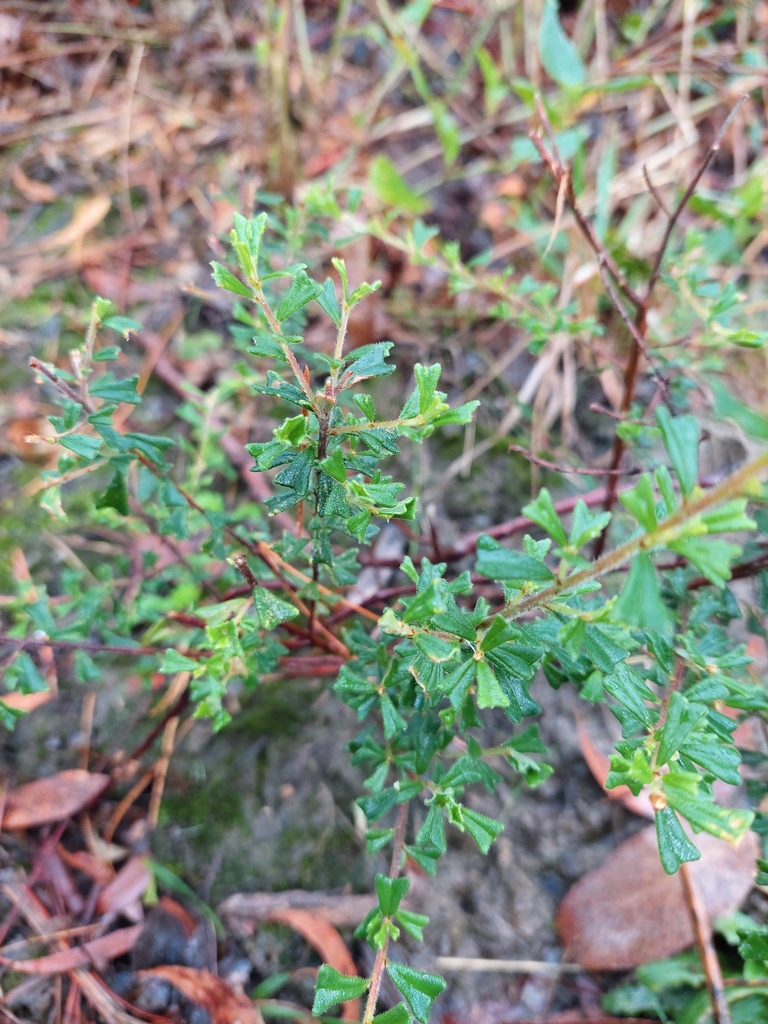 Rough Bush-pea from Pakenham Upper VIC 3810, Australia on May 31, 2022 ...