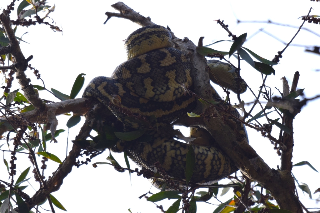 Coastal Carpet Python from Brisbane QLD, Australia on June 12, 2022 at ...