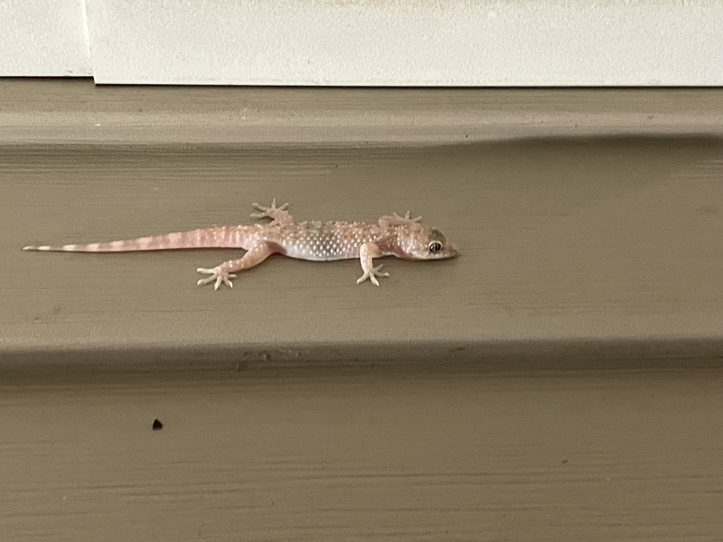 Mediterranean House Gecko from Gage Dr, Benton, AR, US on June 7, 2022 ...