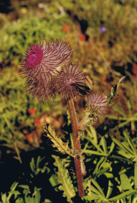 Edible Thistle from Clallam County, WA, USA on August 1, 2004 by Gregg ...