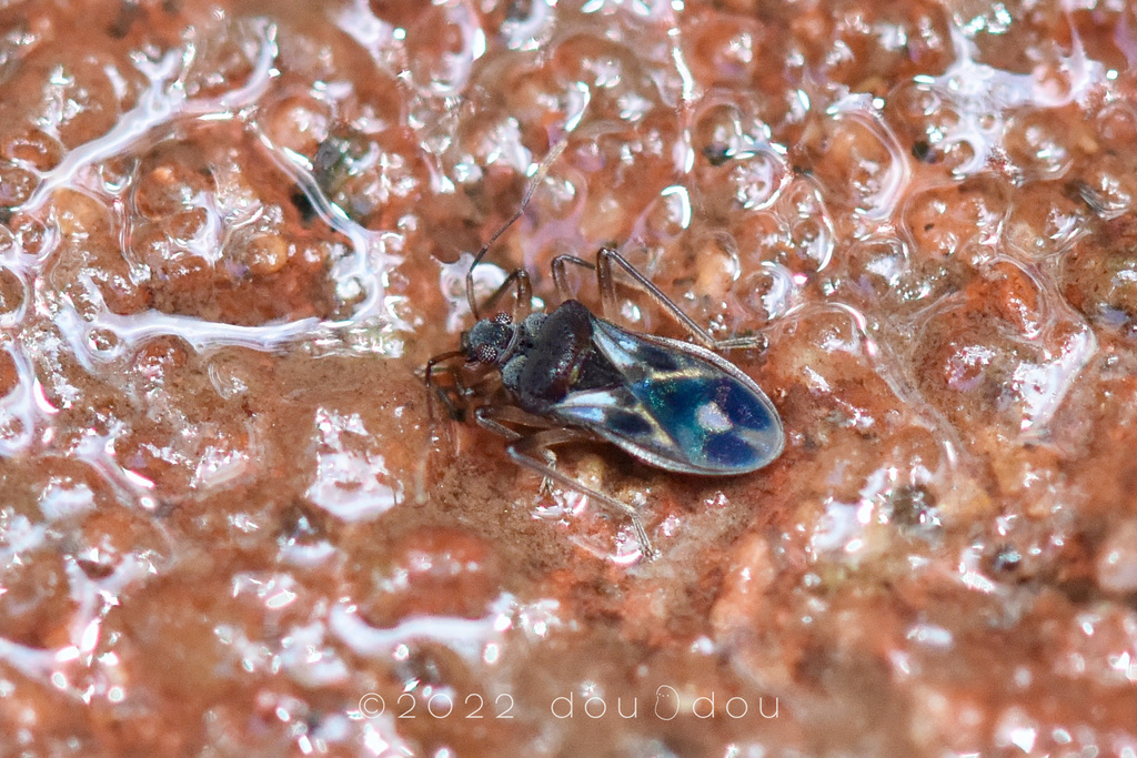 Velvet Water Bugs from 中国安徽省黄山市休宁县齐云山 on October 7, 2021 at 11:17 AM by ...