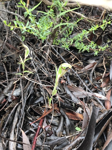 Pterostylis microglossa · iNaturalist United Kingdom