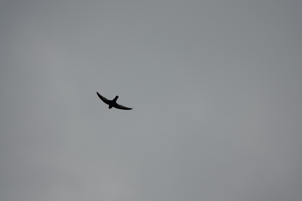 House Swift from 台灣新竹縣 on May 21, 2022 at 07:38 AM by Hongyi Shih ...