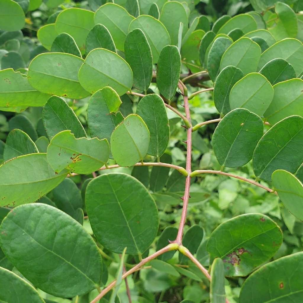 Mezoneuron benthamianum from Ajumako Enyan Essiam District Assembly ...