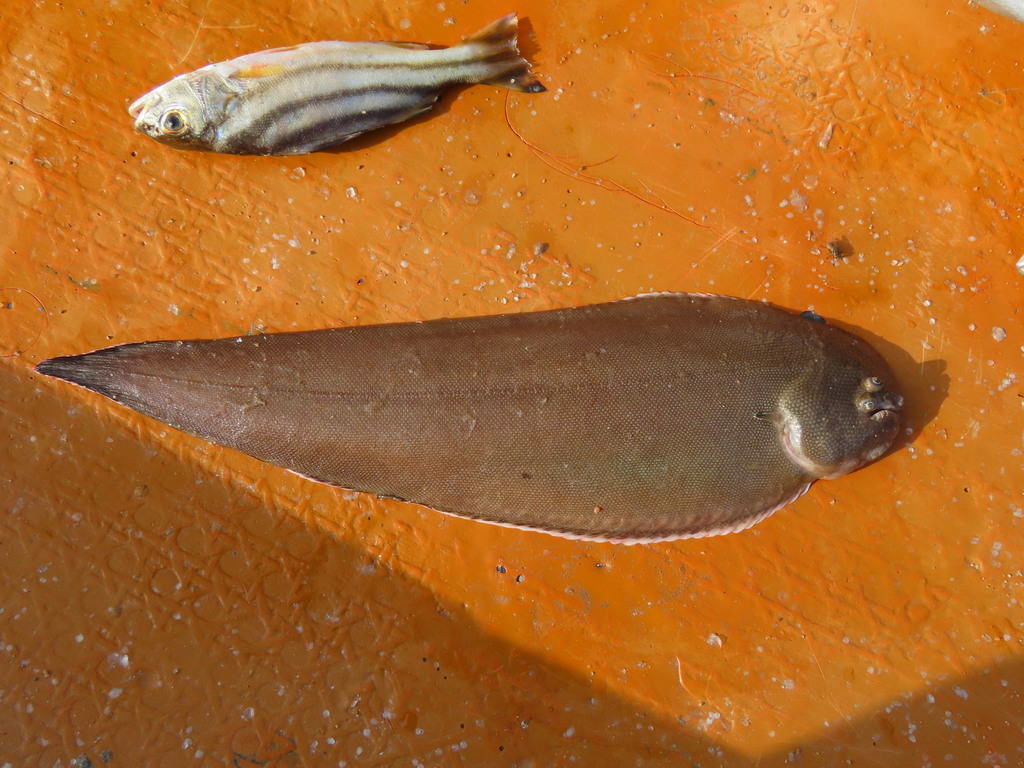 Flatfishes from Besant Nagar, Chennai, Tamil Nadu, India on June 12 ...