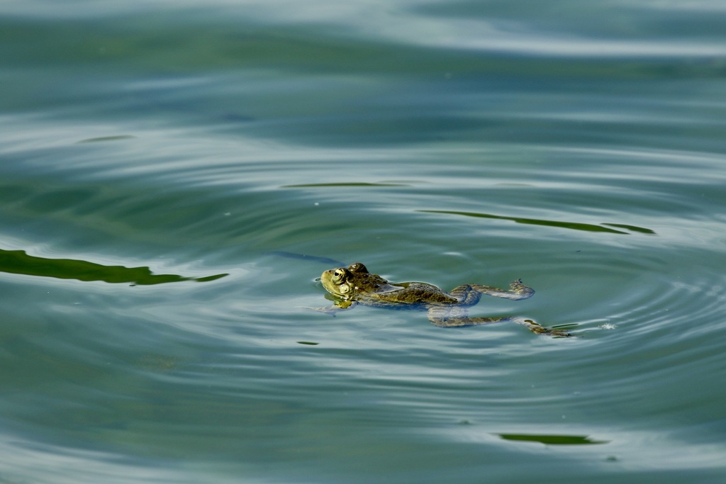 Marsh frog complex from Pogradecit, Korçë, Albania on May 31, 2022 at ...