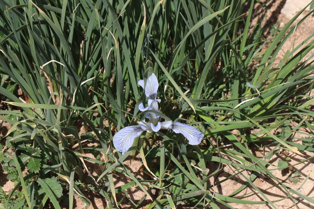 Iris loczyi from 中国西藏自治区昌都市洛隆县 on May 31, 2022 at 02:35 PM by Xiaoting ...