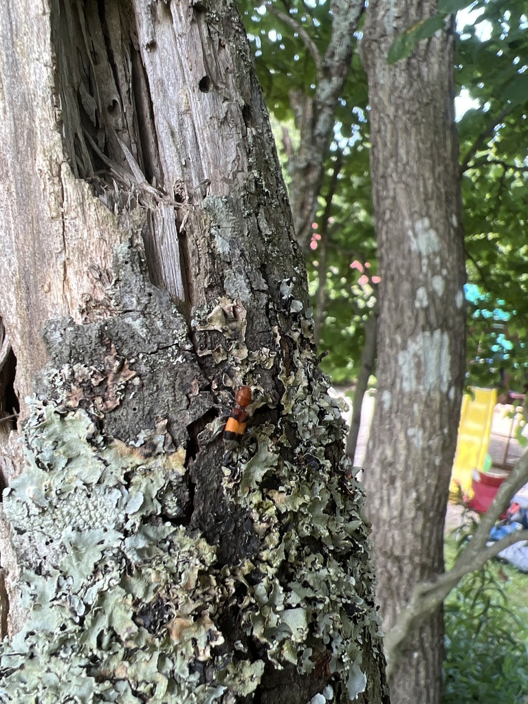Enoclerus ichneumoneus from Harold Hatcher Rd, Red Boiling Springs, TN ...