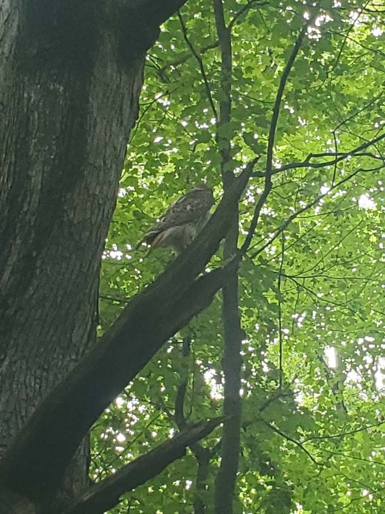 Red-tailed Hawk from Lewis Center, OH 43035, USA on June 12, 2022 at 11 ...
