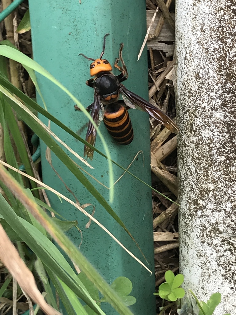 Asian Giant Hornet in June 2018 by Larissa M Rodriguez · iNaturalist