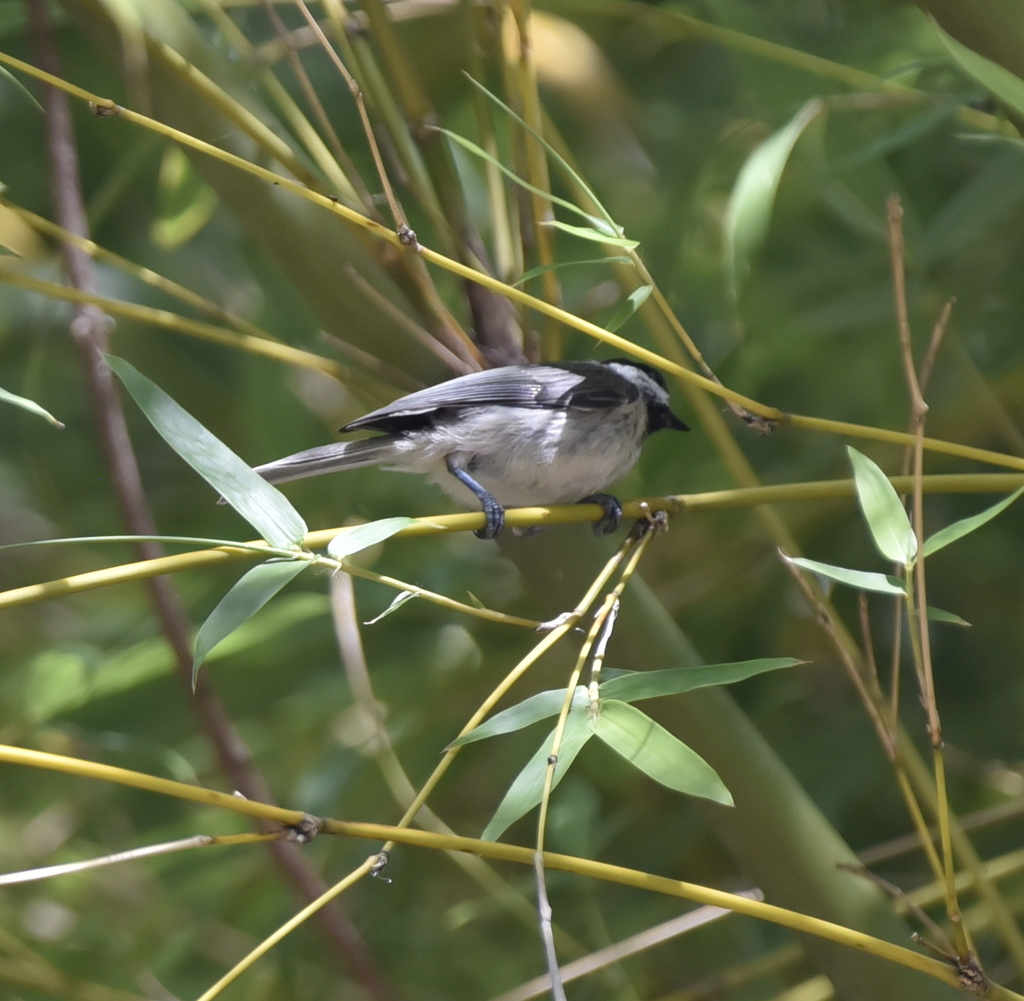 Carolina Chickadee from Hilton Head Island, SC, USA on June 09, 2022 at ...