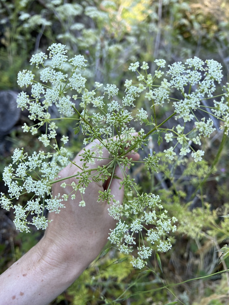poison hemlock from Northrop Pl, Santa Cruz, CA, US on June 12, 2022 at ...