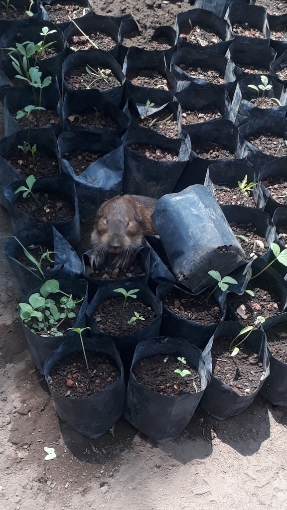 Merriam's pocket gopher from Amp Emiliano Zapata, Ciudad de México ...