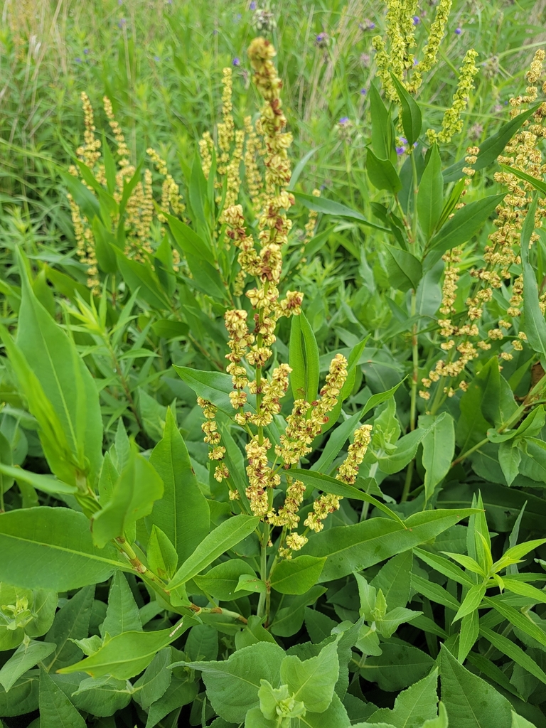 tall dock from Mahomet, IL, USA on June 12, 2022 at 11:22 AM by William ...