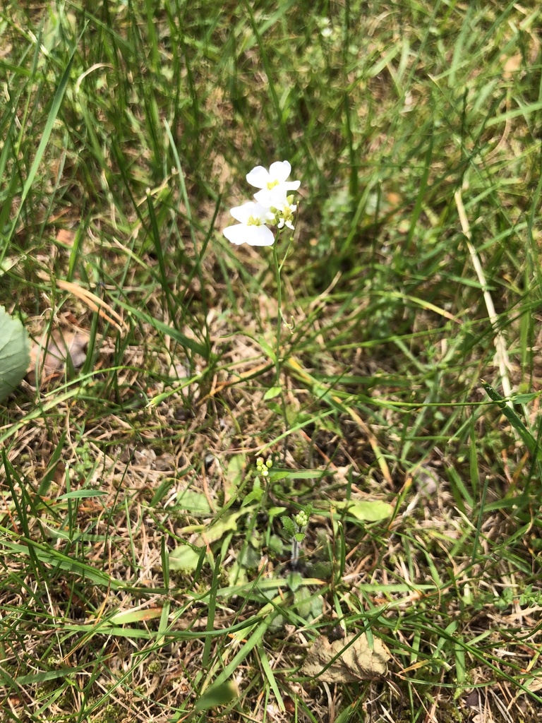 Sand Rock-cress from Marcinkonių kaimo kapinės, Varėna, Alytus Region ...