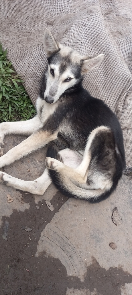 Domestic Dog from San Antonio de Flores, Honduras on June 12, 2022 at ...