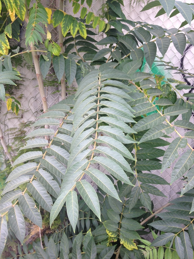 Tree of Heaven (Los Angeles River Guide) · iNaturalist