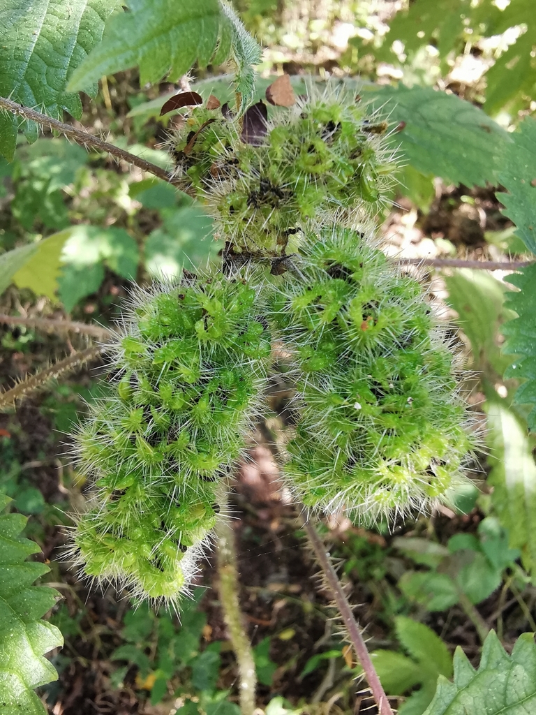 Himalayan nettle from Kruger Park, South Africa on June 12, 2022 at 10: ...