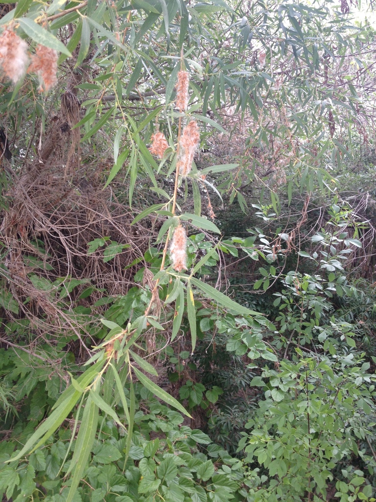 Arroyo Willow (Los Angeles River Guide) · iNaturalist