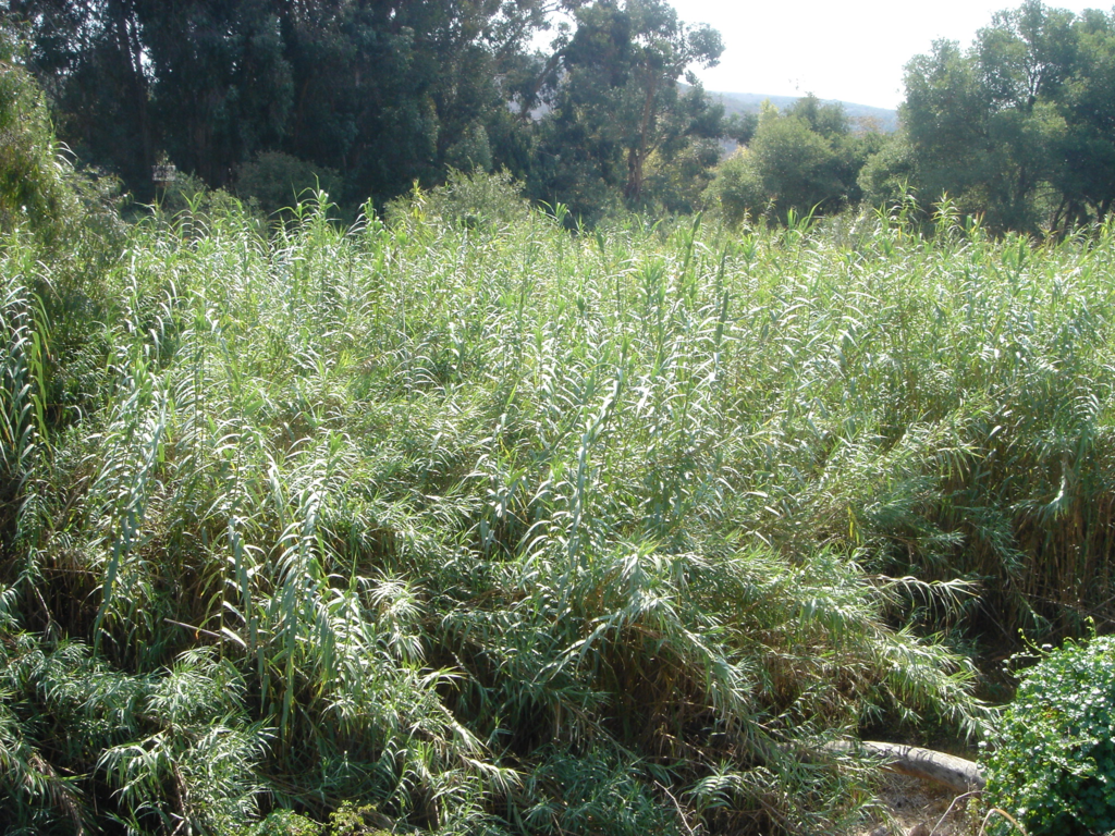 Giant Reed (Los Angeles River Guide) · iNaturalist