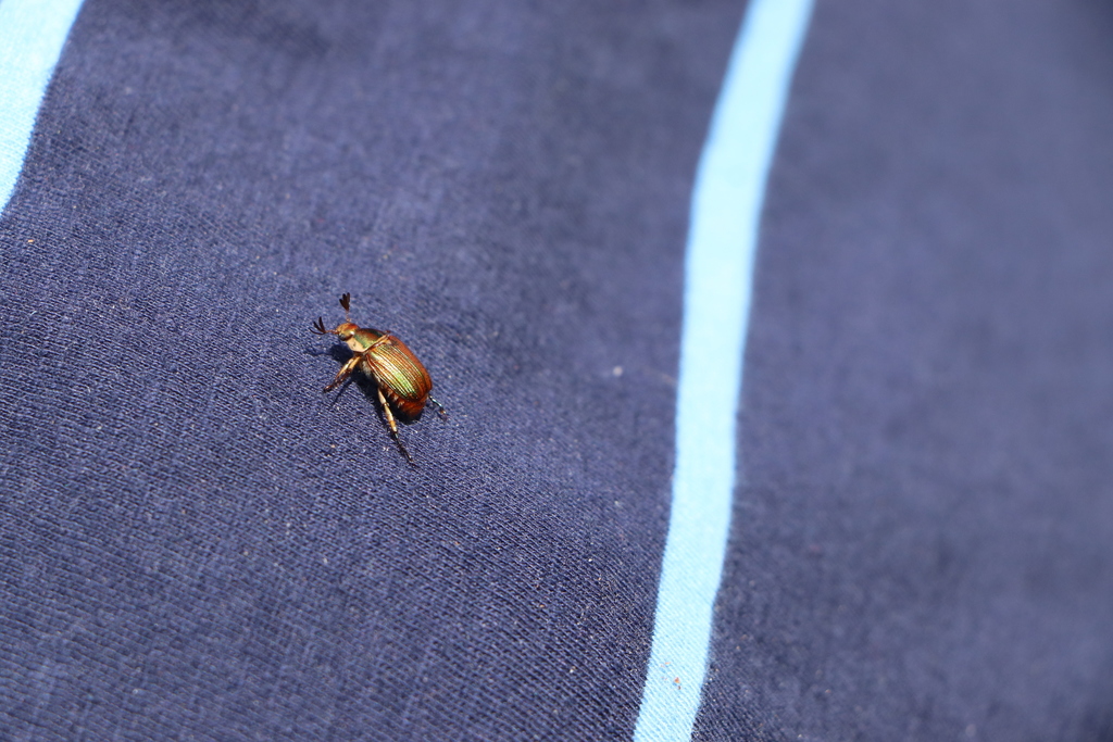Xochicotlia micans from La Pitaya, Xalapa-Enríquez, Ver., México on ...