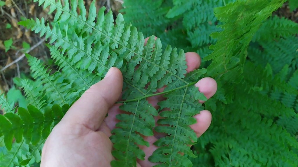 ferns from 38047 Segonzano TN, Italia on June 12, 2022 at 05:25 PM by ...