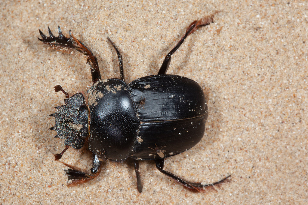 Scarabaeus bannuensis from Al Marmoom Conservation Reserve, Dubai ...