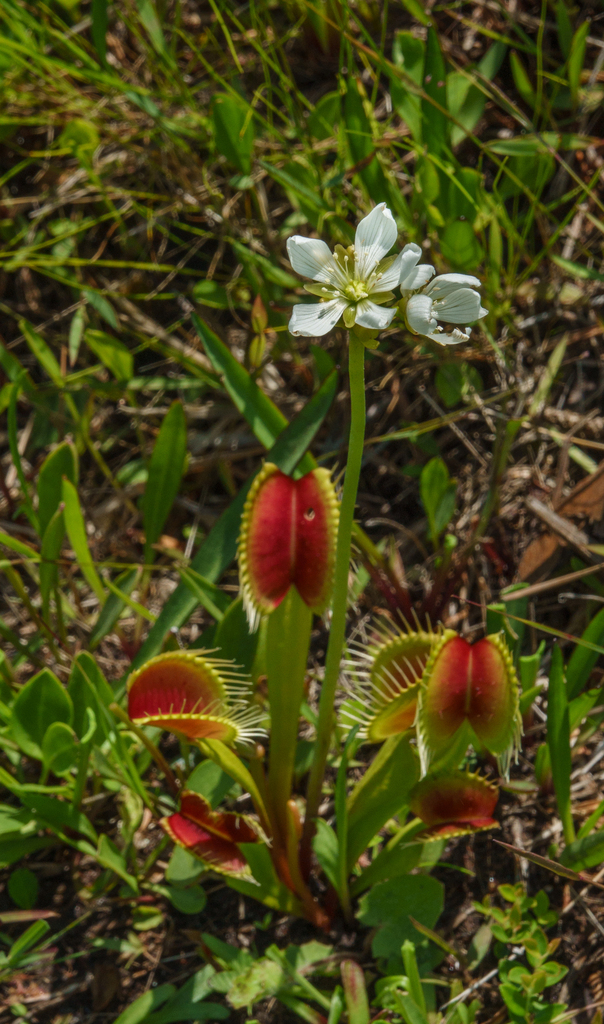 Venus flytrap in May 2022 by jared_satchell. blooming · iNaturalist