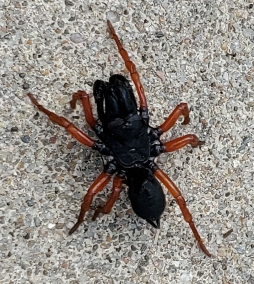 Red-legged Purseweb Spider from Cedar Township, MO, USA on June 12 ...