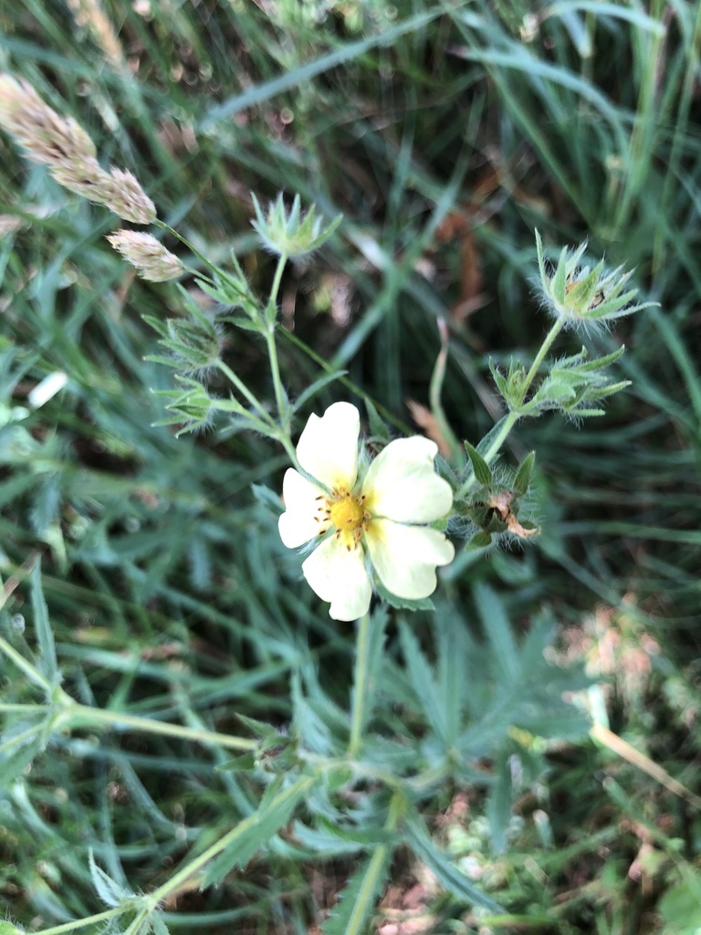 sulphur cinquefoil from Windy Mountain Ln, Verona, VA, US on June 12 ...