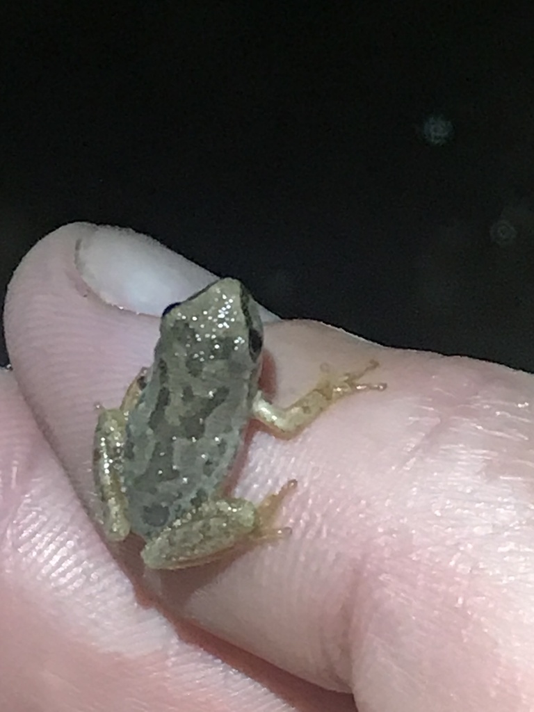 Baja California Tree Frog from Angeles National Forest, La Canada ...