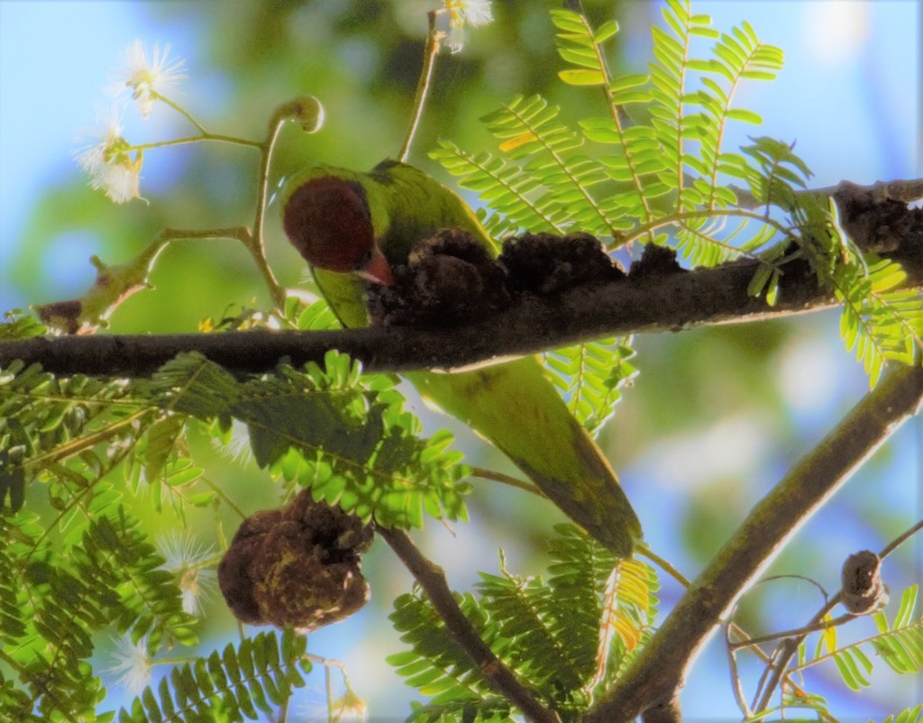 Iris Lorikeet in June 2022 by Jose Teixeira · iNaturalist