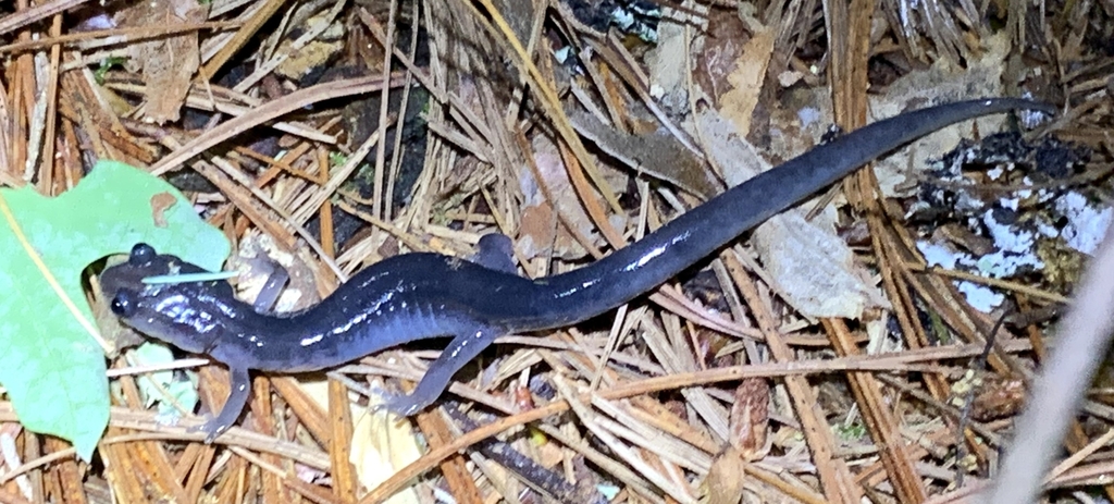 Southern Gray-cheeked Salamander from Pisgah Forest, NC 28768, USA on ...