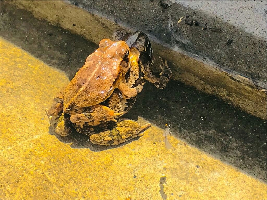 Central American Gulf Coast Toad from Cucuyagua, Departamento de Copan ...