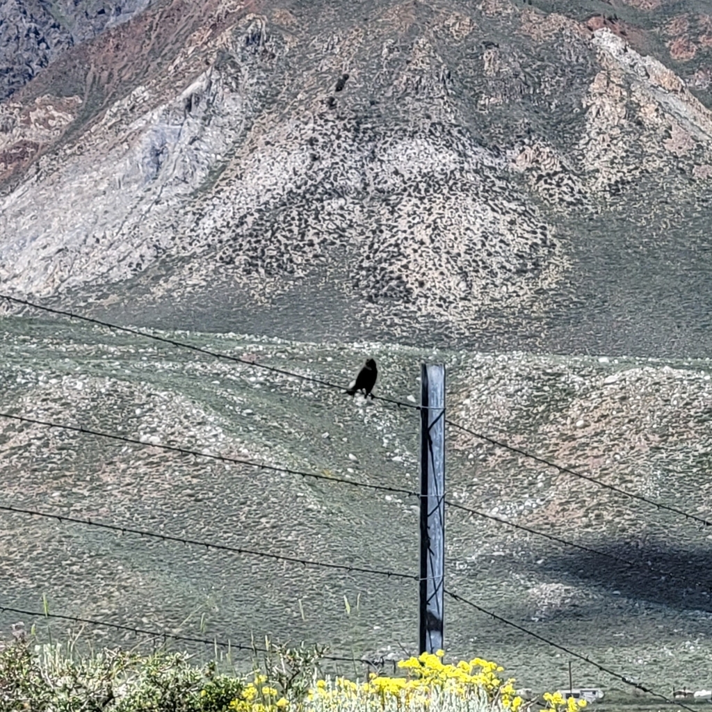 Brown-headed Cowbird from Crowley Lake, CA 93546, USA on June 12, 2022 ...