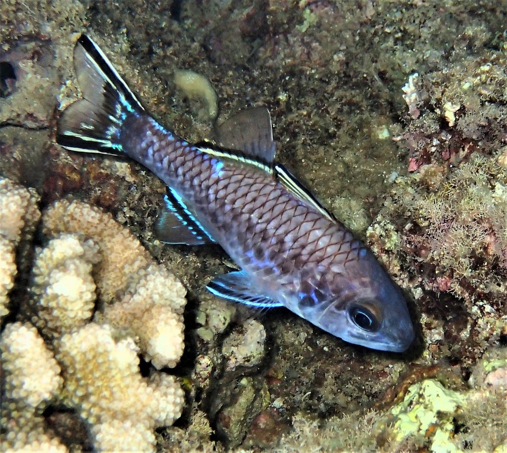 Bandfin Cardinalfish from Haleiwa, HI 96712, USA on June 11, 2022 at 08 ...