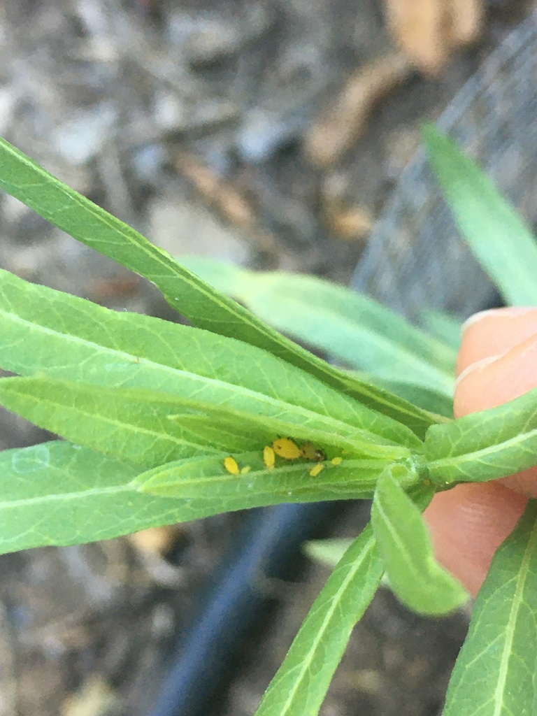 Oleander Aphid from Hunt Way, Davis, CA, US on June 12, 2022 at 05:56 ...