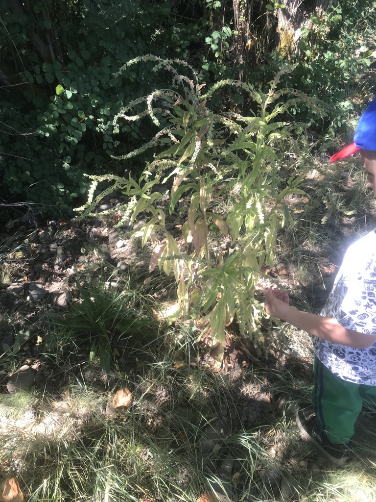 hound's-tongue from Rooks Park Rd, Walla Walla, WA, US on June 30, 2018 ...