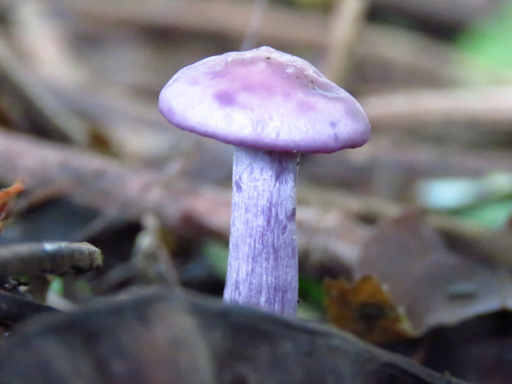 Viscid Violet Cort from Fontibón, Bogotá, Colombia on May 09, 2022 at ...
