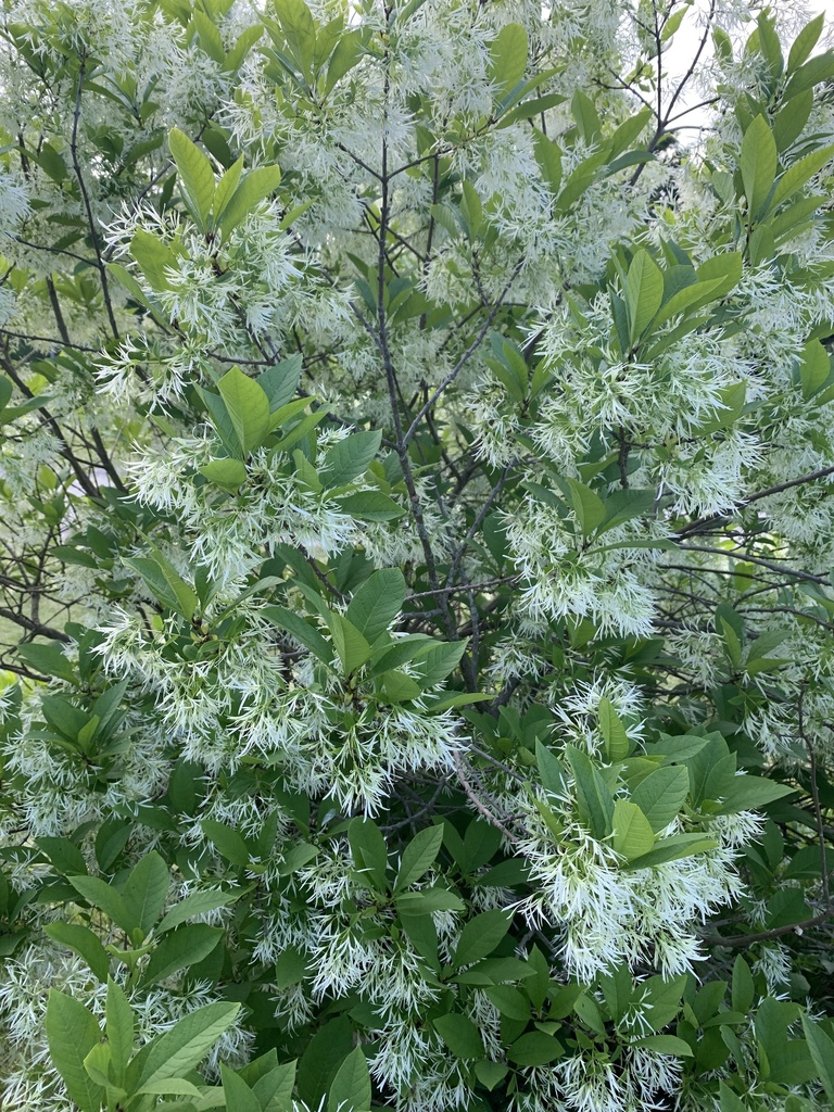 White Fringetree Hudson River Park