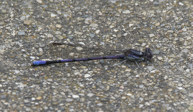 Violet Dancer from Wayne Lakes, OH 45331, USA on June 10, 2022 by Chad ...