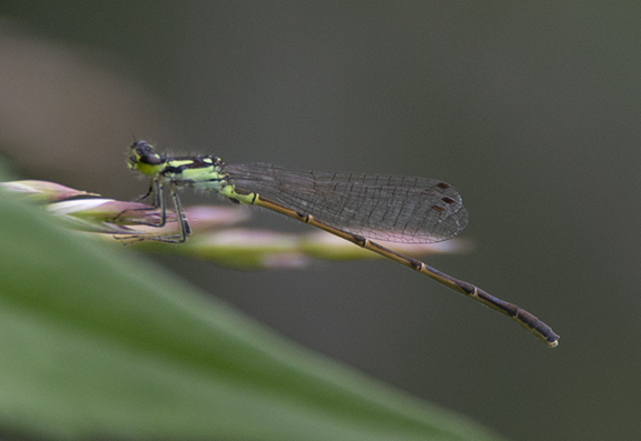 Fragile Forktail from Wayne Lakes, OH 45331, USA on June 10, 2022 by ...