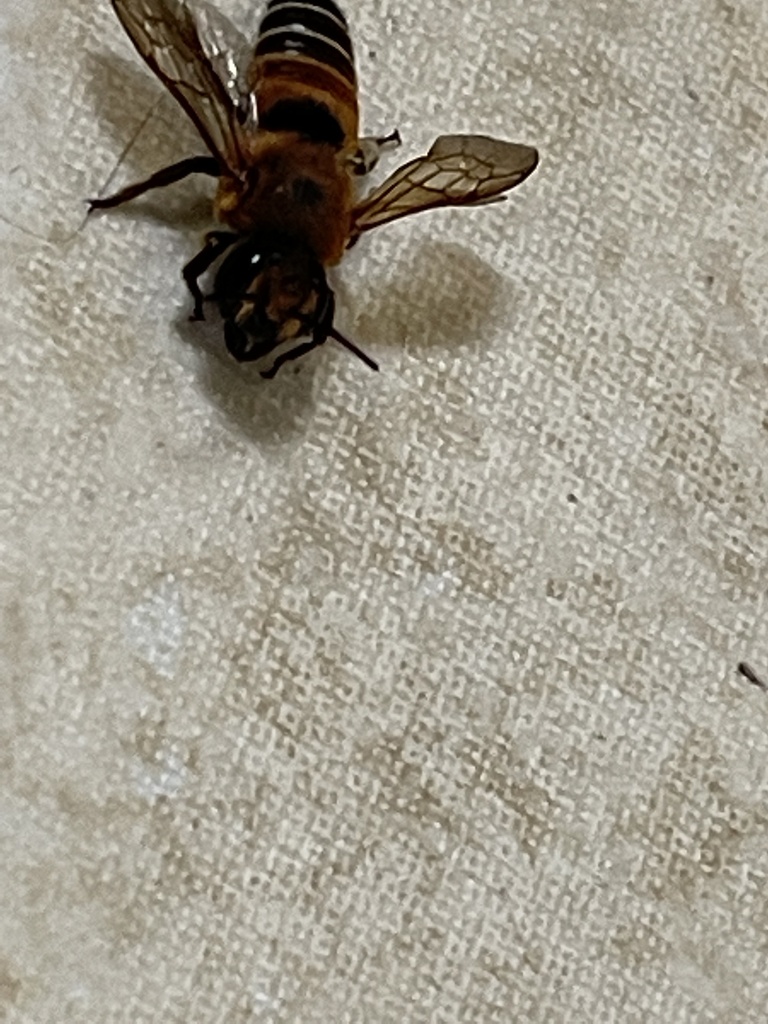 Woolly Wall Bee from Grande-Terre, Le Moule, GP on June 12, 2022 at 11: ...