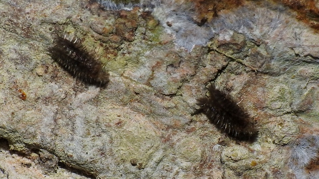 Scaly-winged Barklice from 內溝溪生態展示館 on June 13, 2022 at 07:12 AM by ...