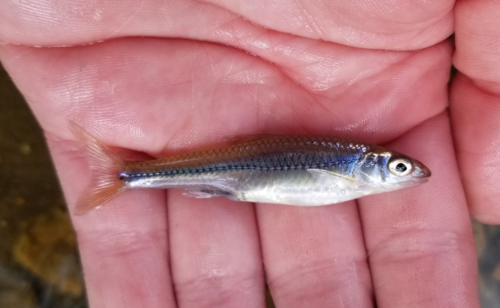 North American Minnows from Kalamazoo County, MI, USA on June 12, 2022 ...