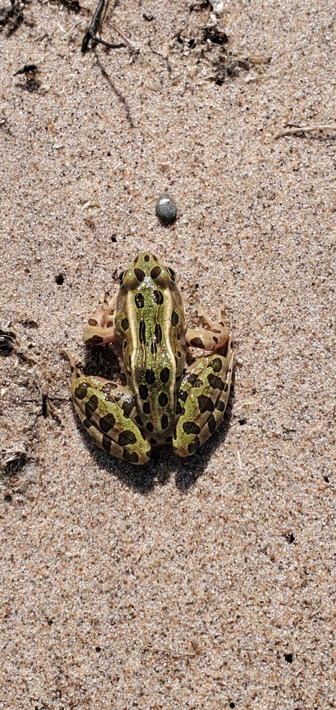 Northern Leopard Frog from Moquah, WI 54806, USA on June 07, 2022 at 02 ...