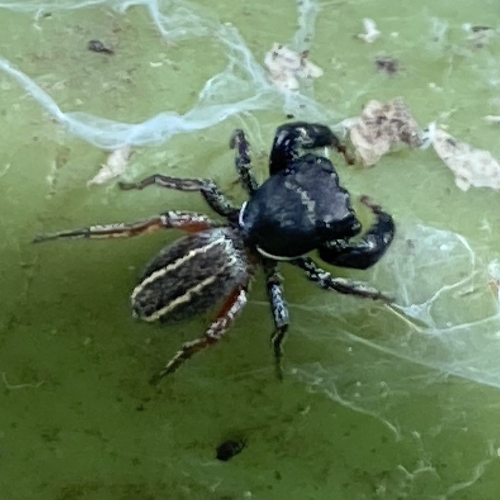 Ribbon Jumping Spider from Solito Ct, San Jose, CA, US on June 12, 2022 ...