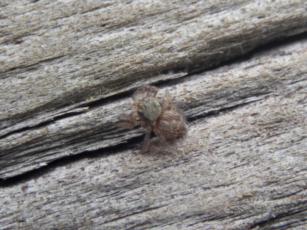 Typical Jumping Spiders from Wetland Park Rd, Tin Shui Wai, Hong Kong ...