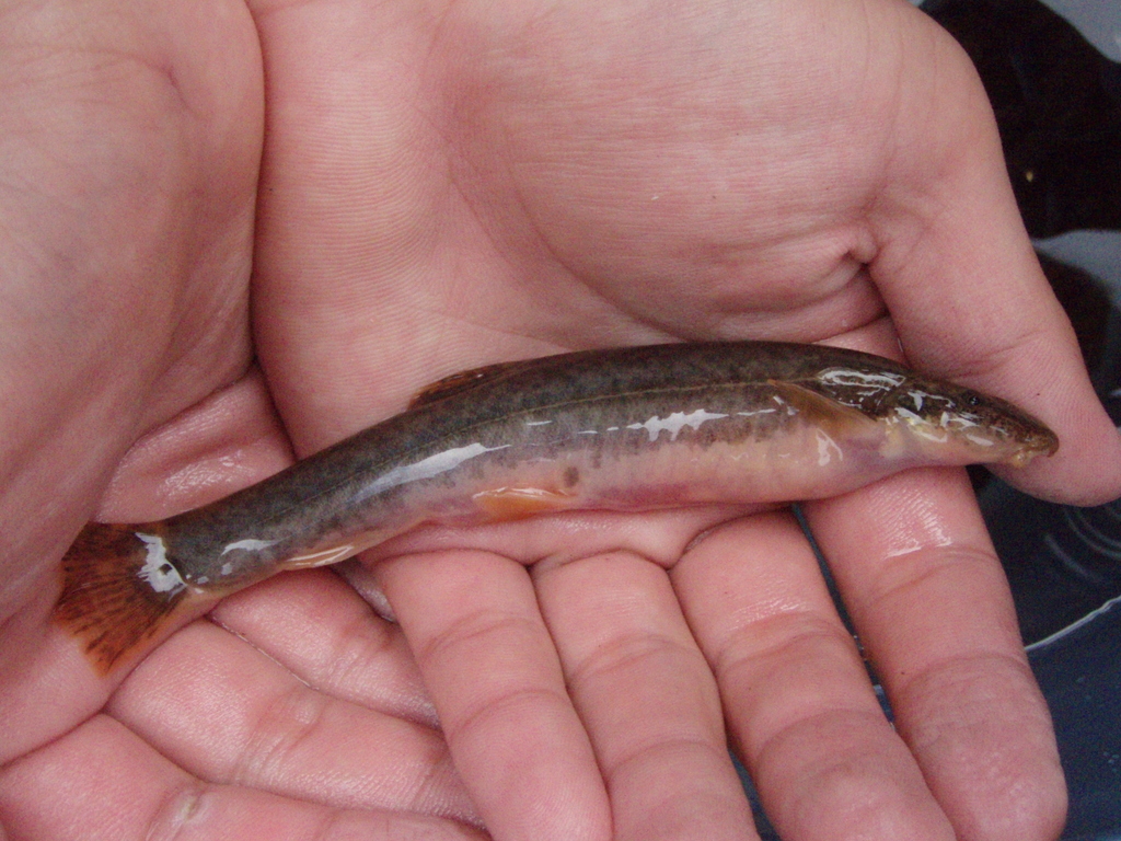 Barbatula from 日本、北海道札幌市清田区 on September 22, 2016 at 10:31 AM by T ...